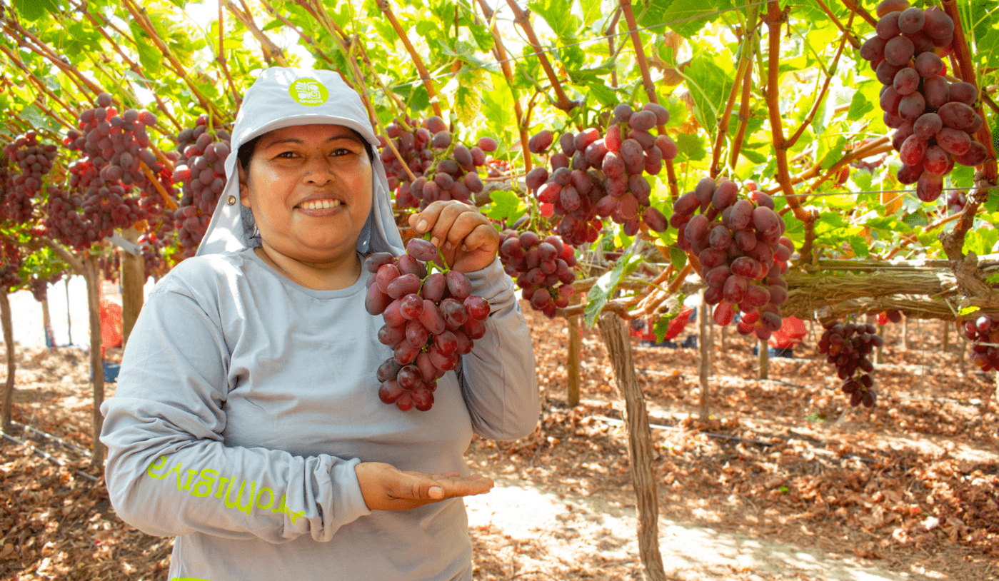 🍇 Get Ready for the Grape Season Starting in November! 🍇 - Joy Produce